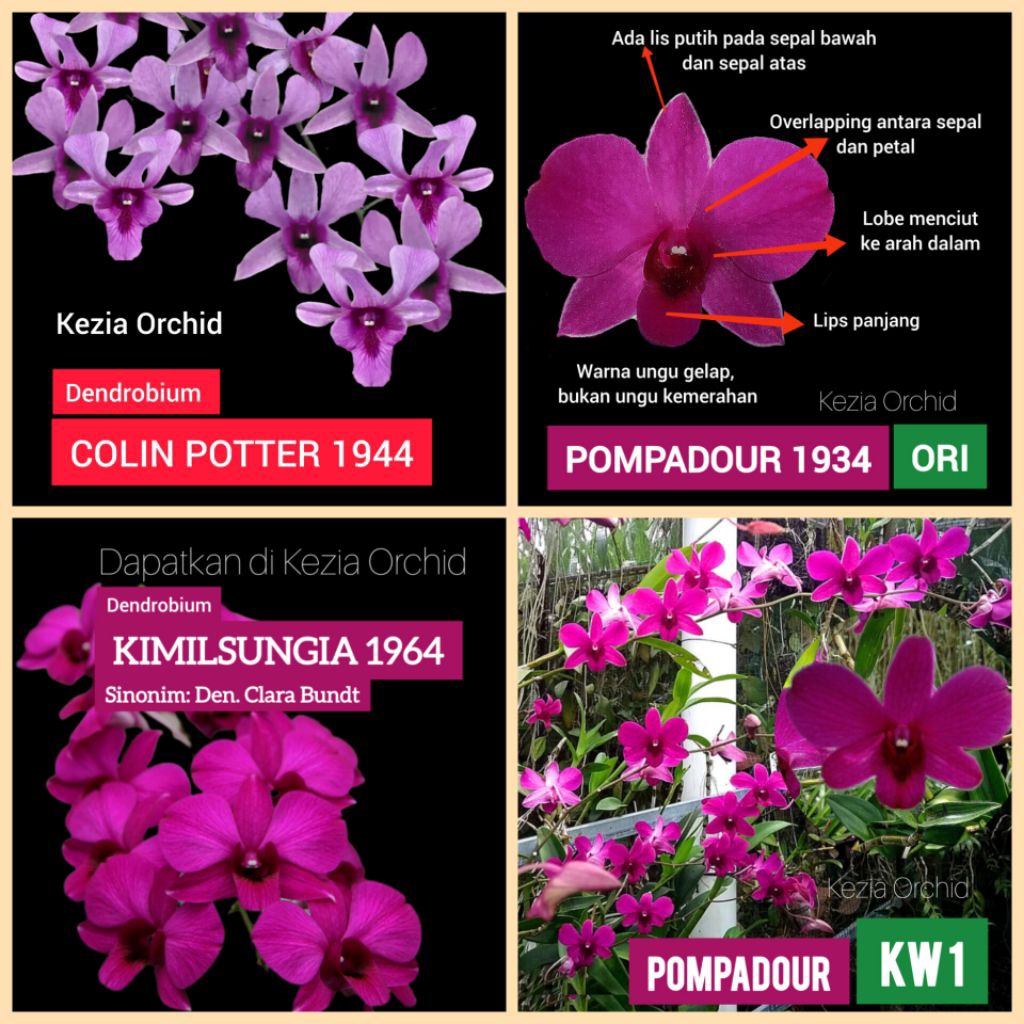 Jual Koleksi Anggrek Jadul: Dendrobium INDONESIA, LARAT BESI, COLIN ...