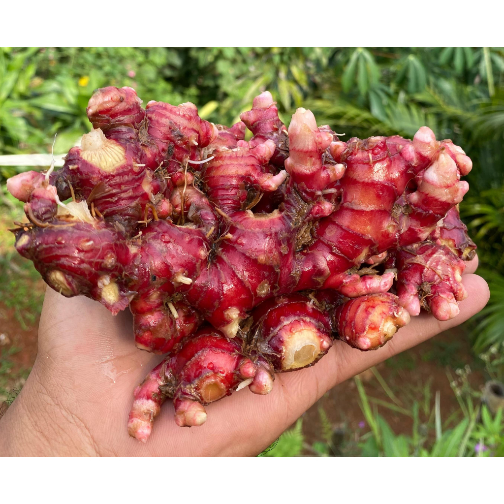 Jual Jahe merah segar / Bibit jahe merah ./ Jahe merah 500g / Jahe ...