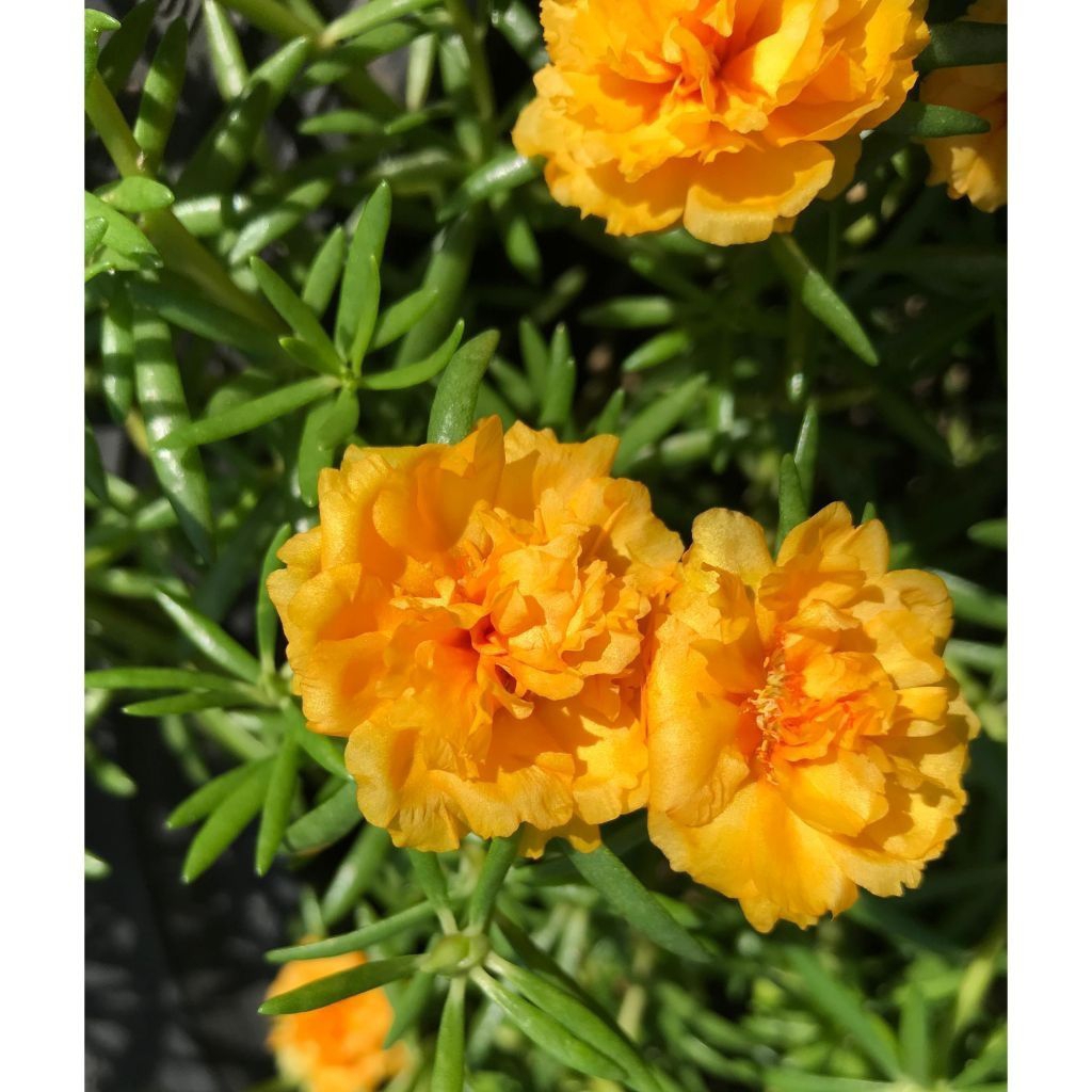 Jual MARIGOLD | Shopee Indonesia