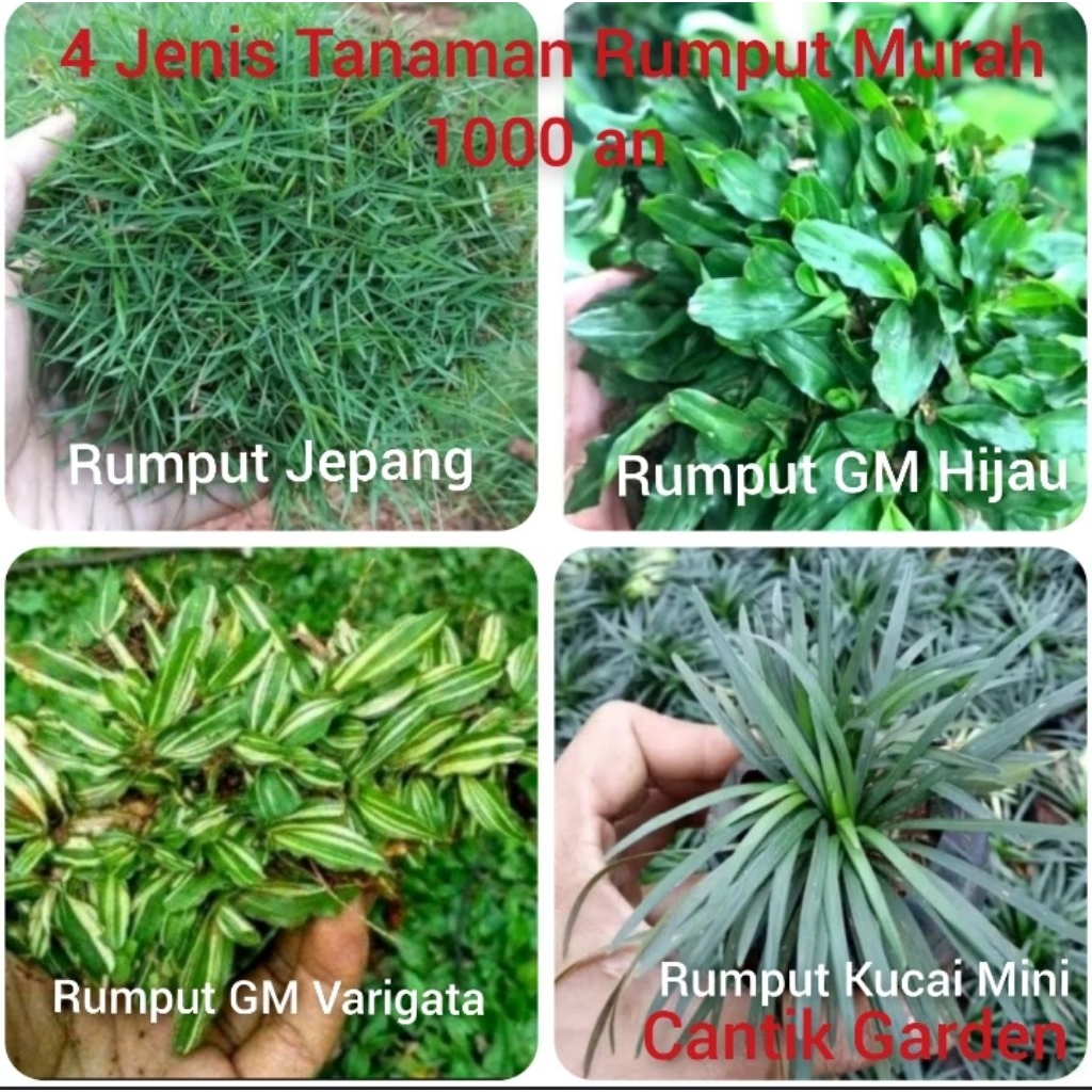 Jual 4 Jenis Rumput Murah 1000an, Rumput Gajah Mini Hijau Sobekan ...