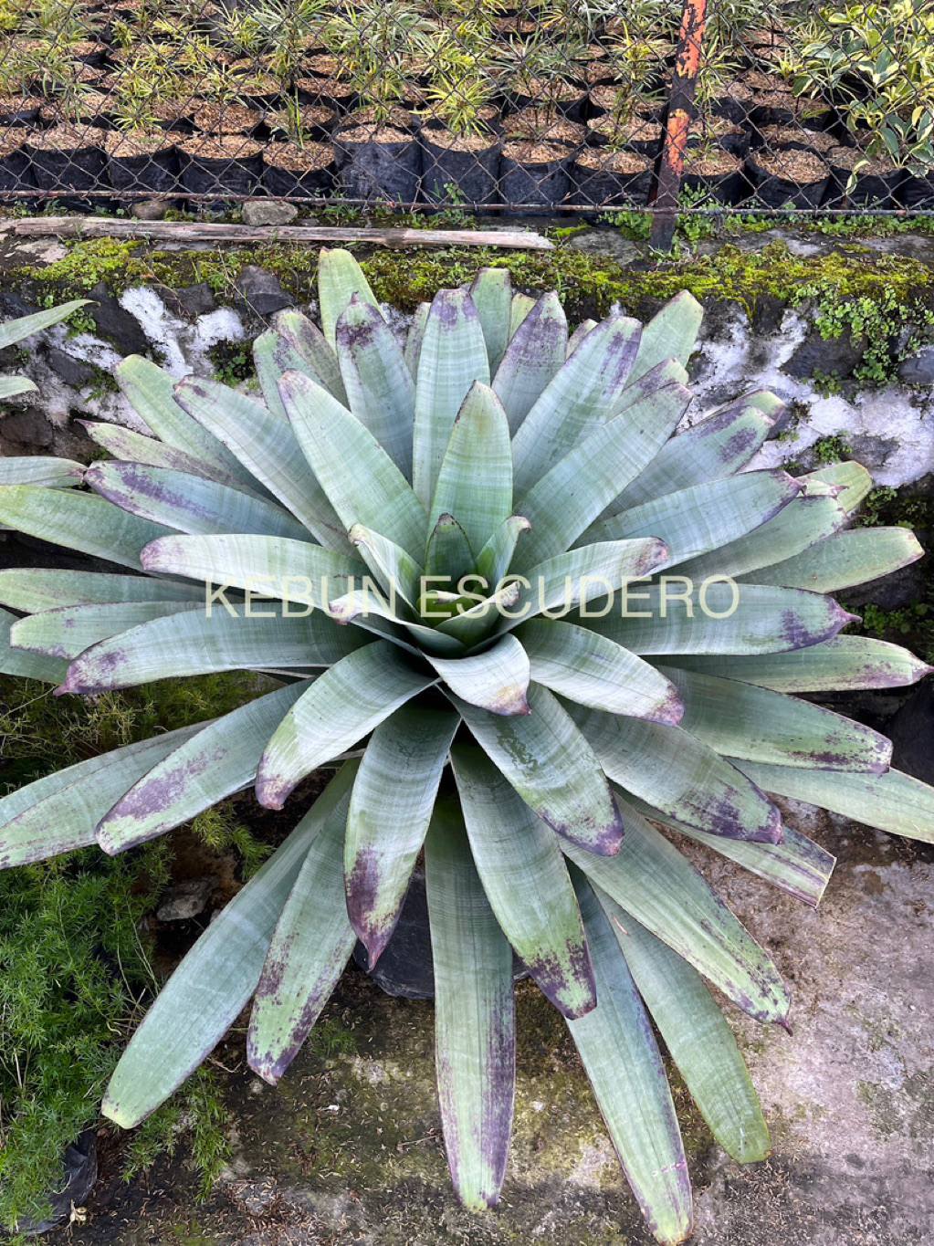 Jual Bromelia Giant Silver Extra Jumbo - Tanaman Hias Bromelia Giant ...