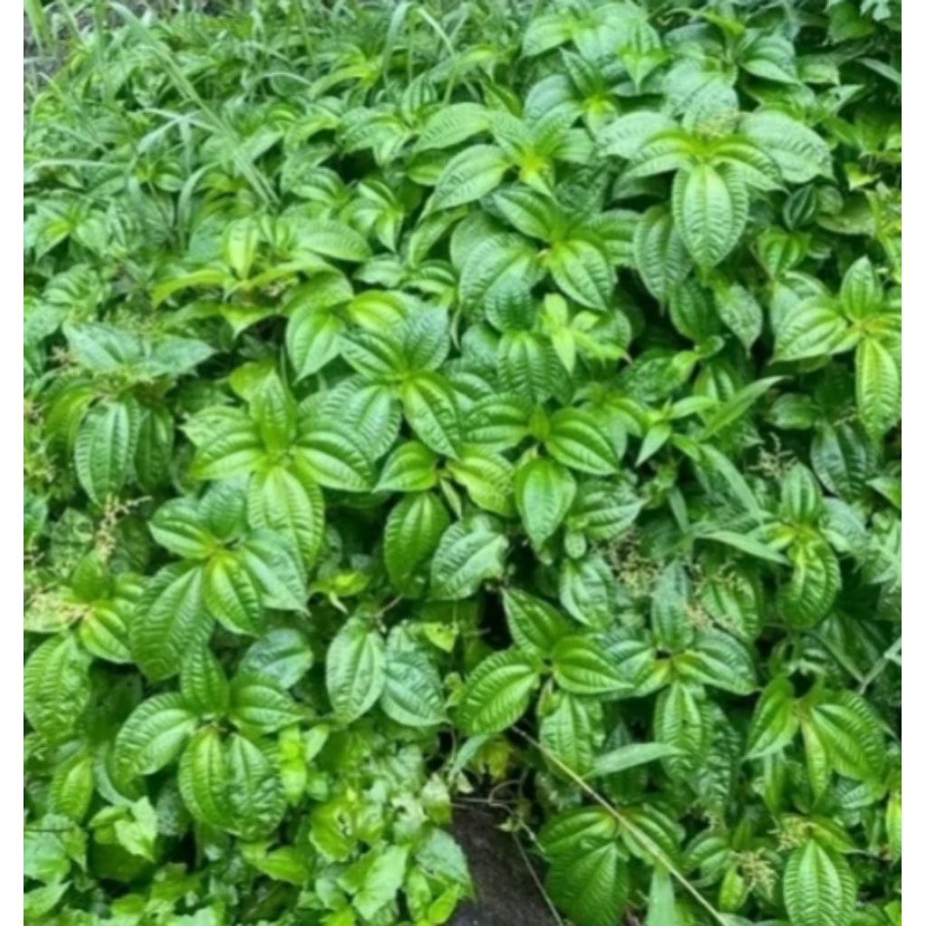 Jual Lalapan Daun pohpohan Segar 1kg | Shopee Indonesia