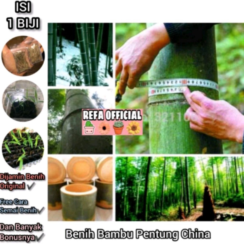 Jual Biji Benih Tanaman Bambu Raksasa Hijau F1 Import / Benih Bambu ...