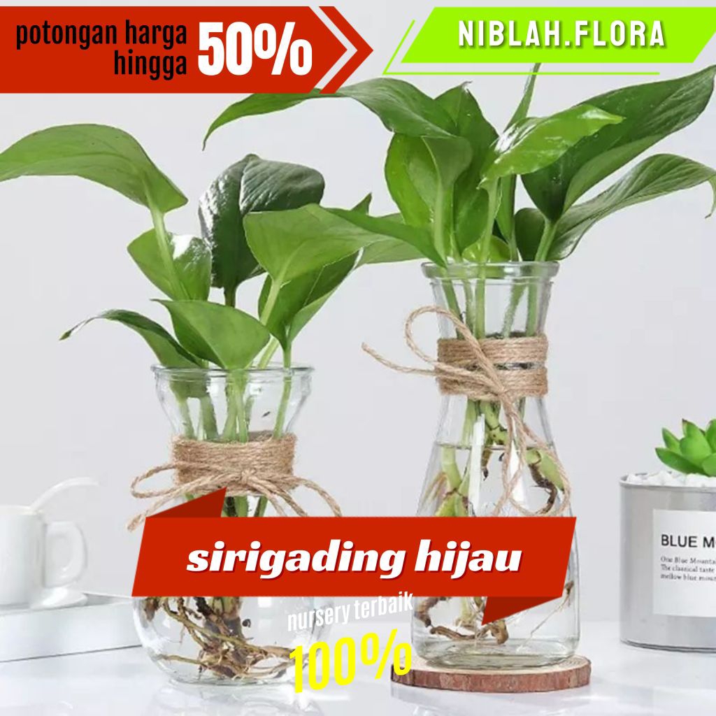 Jual ( BISA COD ) Tanaman Hias Sirigading Hijau Bisa Hidup Di Air ...
