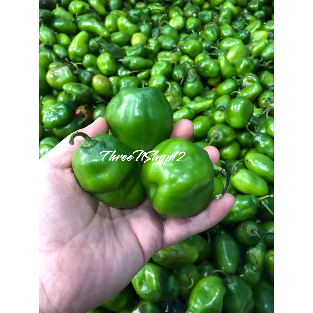Jual 1KG CABE GENDOT SUPER PEDAS ASLI BANDUNG | Shopee Indonesia