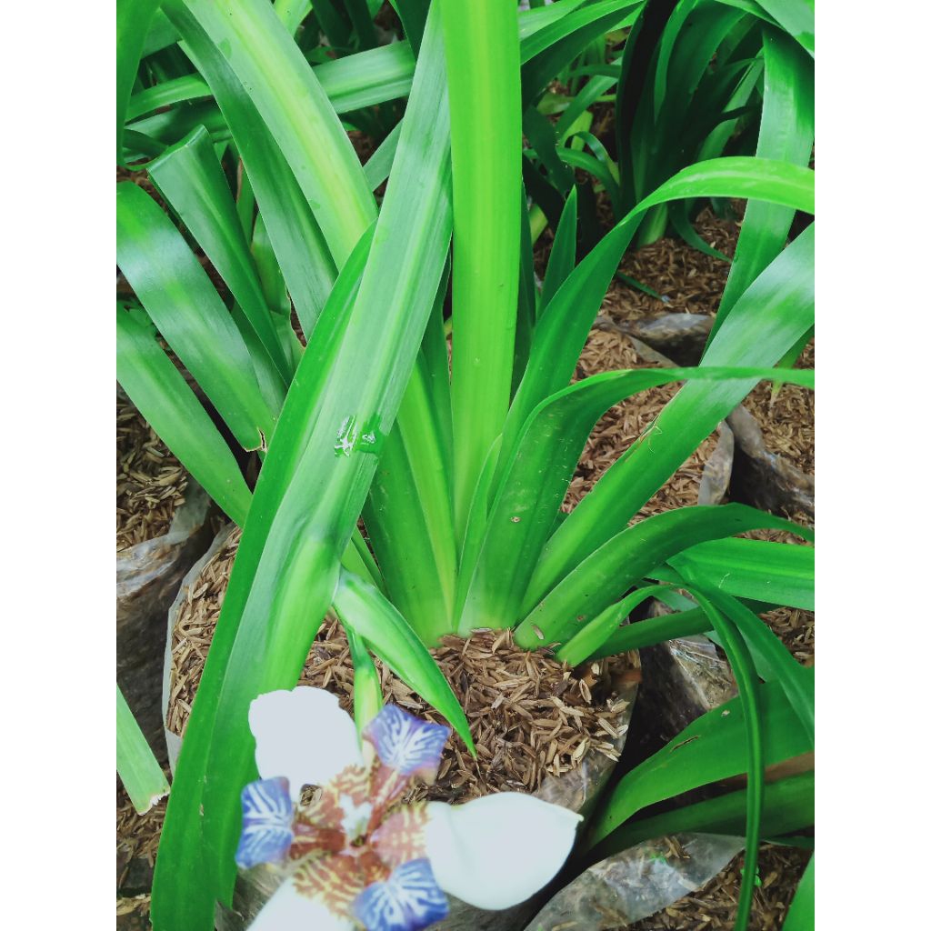 Jual paket tanaman hias airis ungu putih(Neomarica gracilis) 4 pohon ...