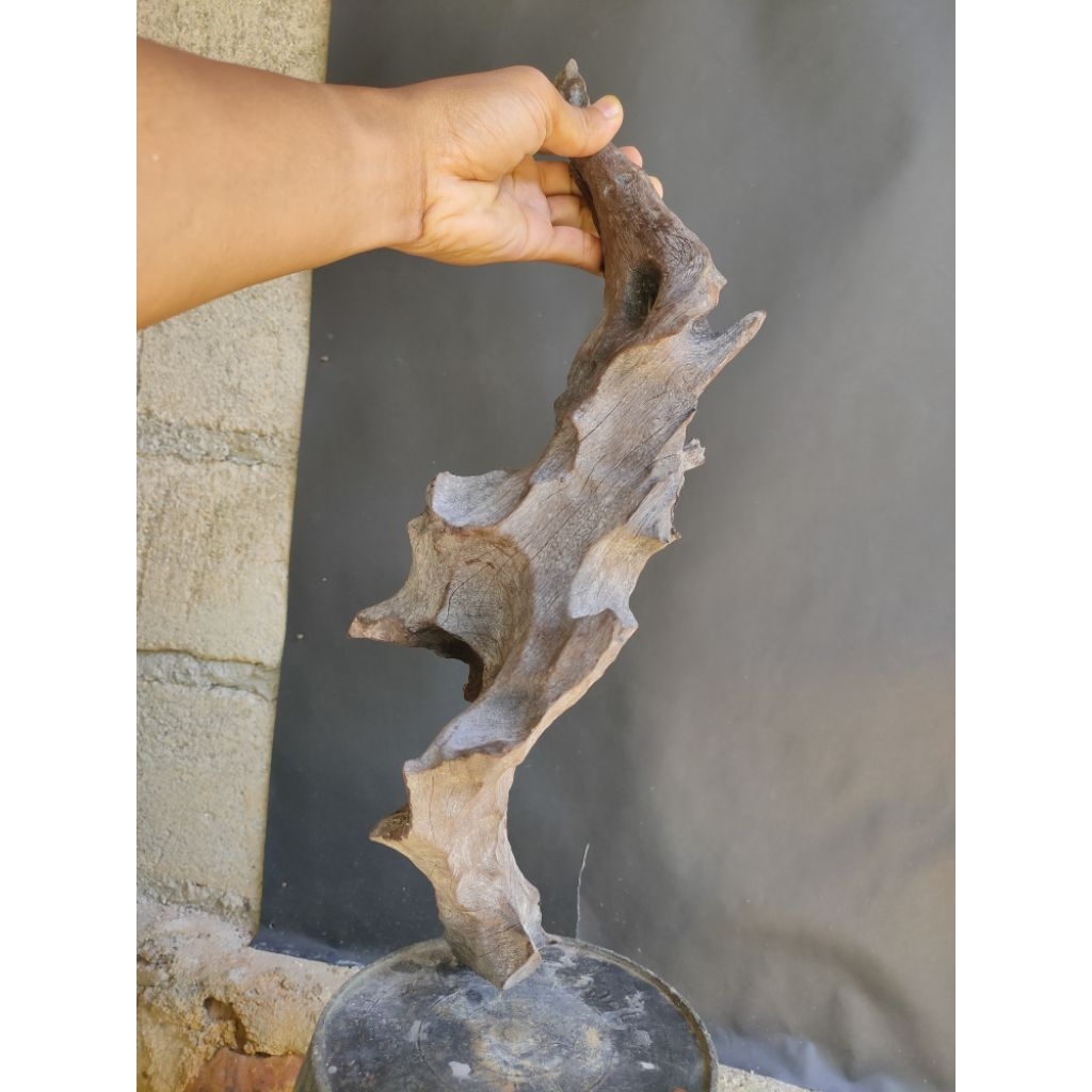 Jual kayu boulin (fosil) bisa untuk hiasan dan aquascape | Shopee Indonesia