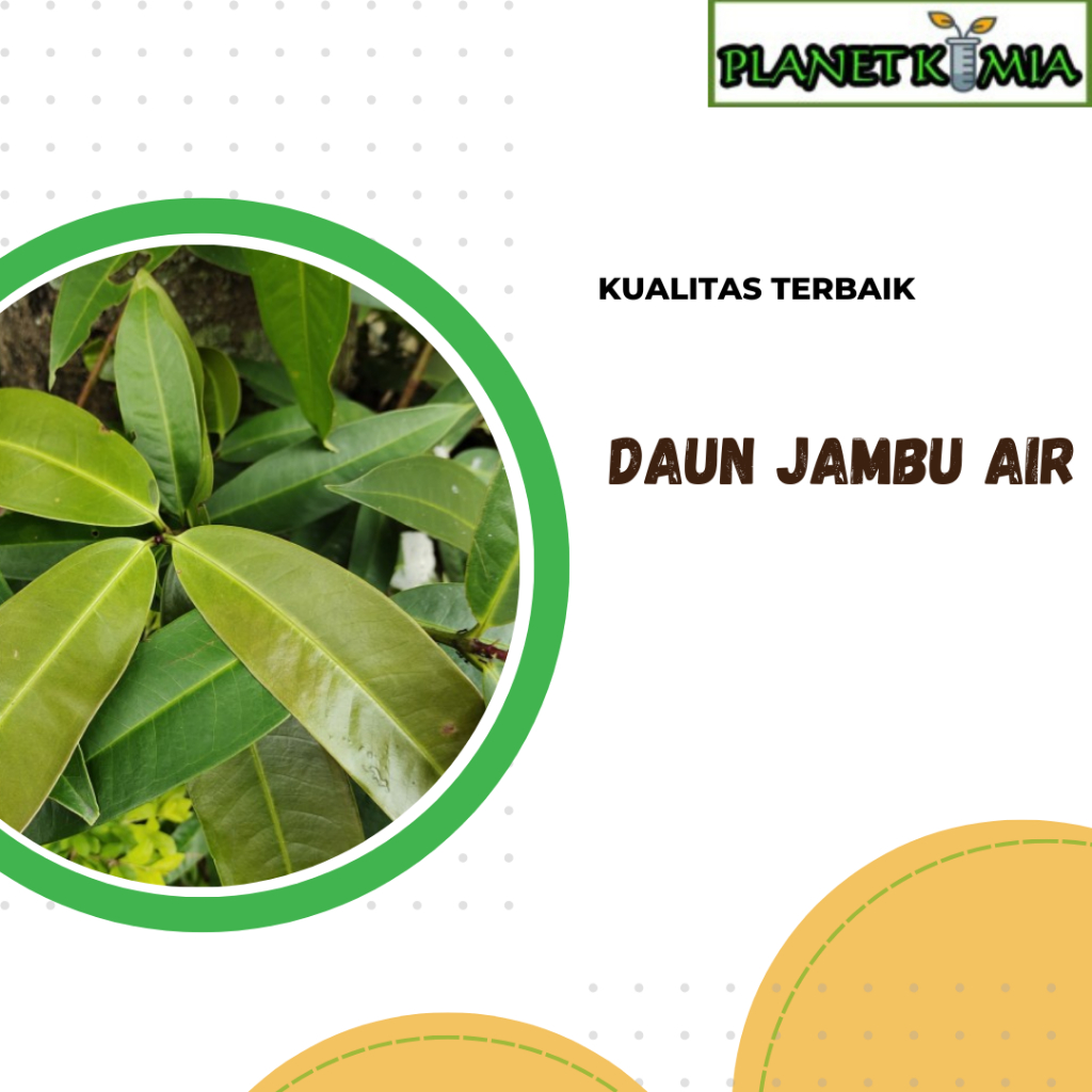 Jual Daun Jambu Air Organik Per 10 Lembar Best Quality | Shopee Indonesia