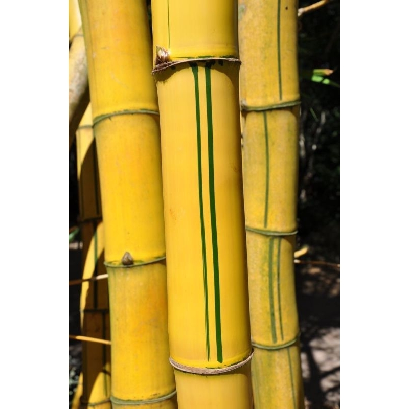 Jual Bambu Kuning Ukuran Besar 30-40cm | Shopee Indonesia