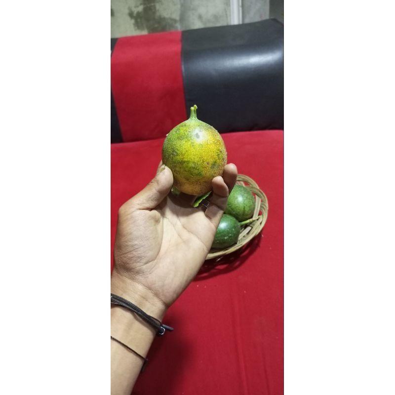 Jual konyal/markisa hutan rasa manis asam segar | Shopee Indonesia