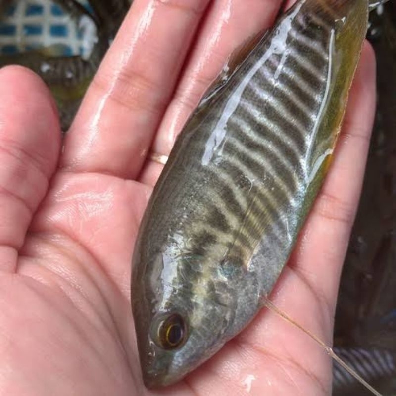 Jual bibit ikan sepat Siem korekgas | Shopee Indonesia