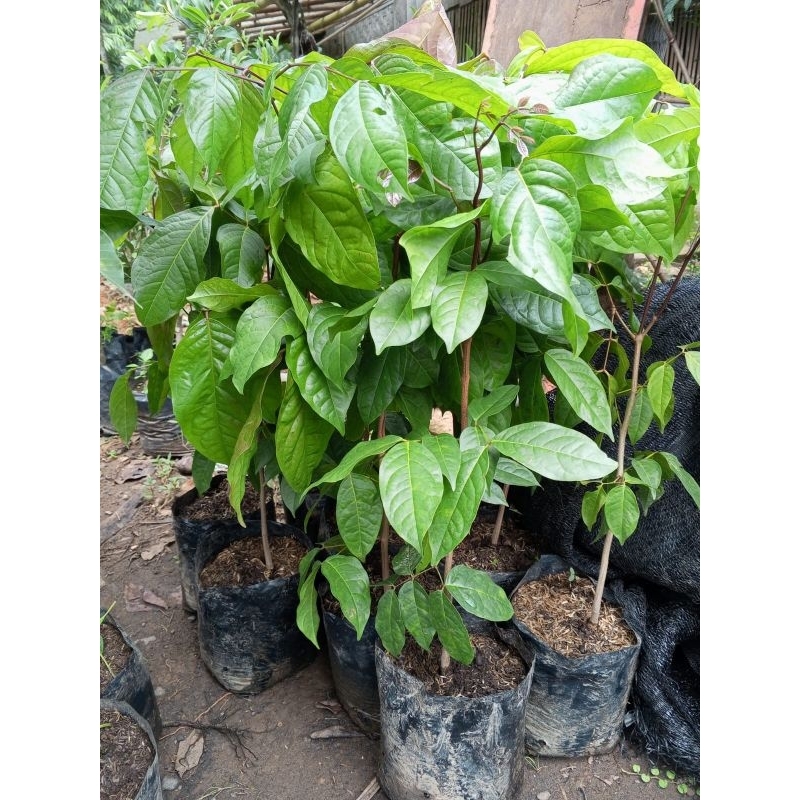 Jual BIBIT TANAMAN POHON JENGKOL TINGGI 40CM-50CM | Shopee Indonesia