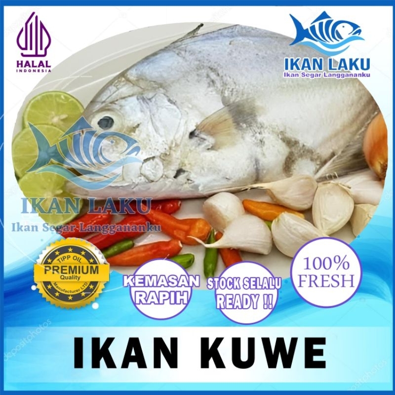 Jual Ikan Kuwe Segar 500gr - 1kg - Ikan Bubara - – Giant Trevally ...