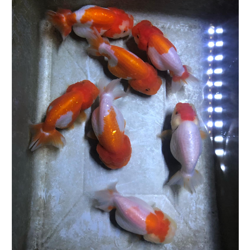 Jual Ikan Mas Koki Ranchu Rancu Buffalo Lionchu Lucu Imut HIGH QUALITY ...