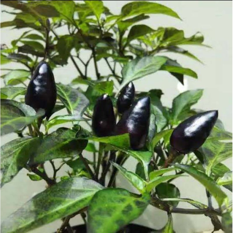 Jual Tanaman cabe hitam (siap tanam) | Shopee Indonesia