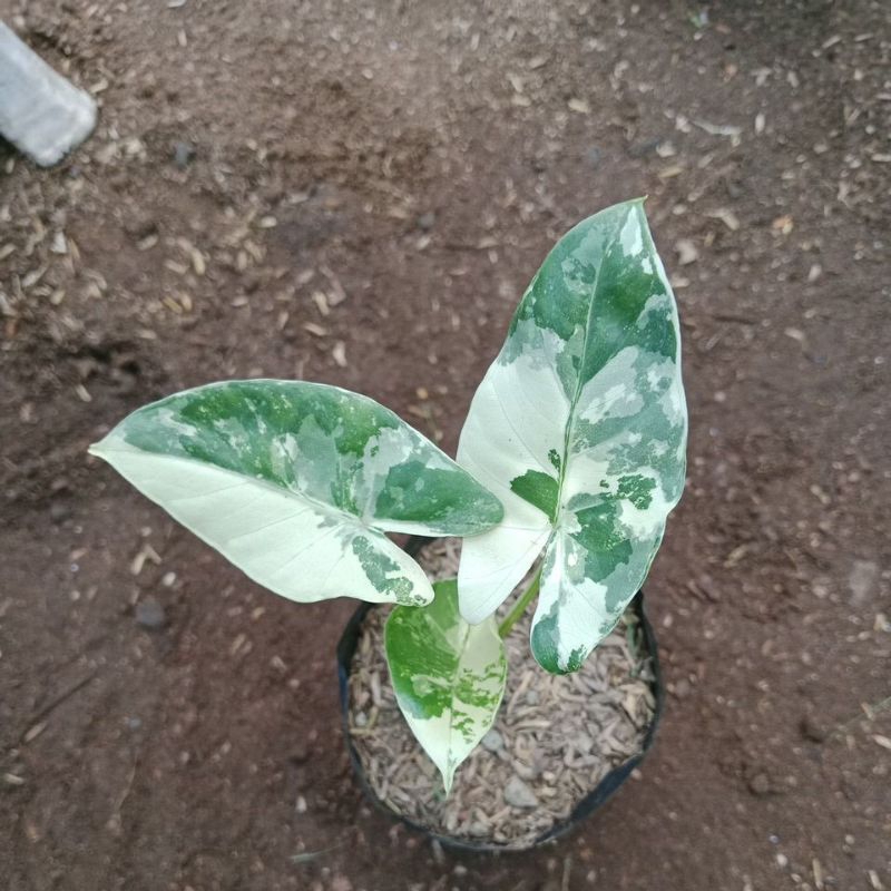 Jual tanaman alocasia microrhiza varigata (sente varigata) | Shopee ...