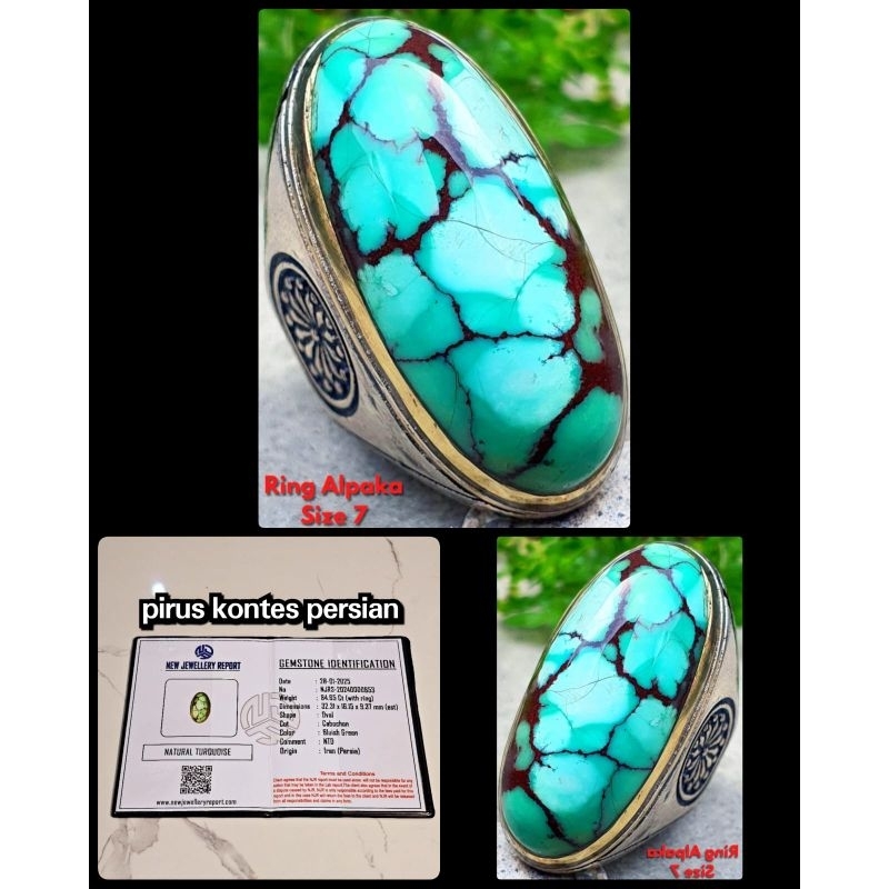 Jual pirus ijo daun ceplok kuro ( asli persia kelas kontes ) | Shopee ...