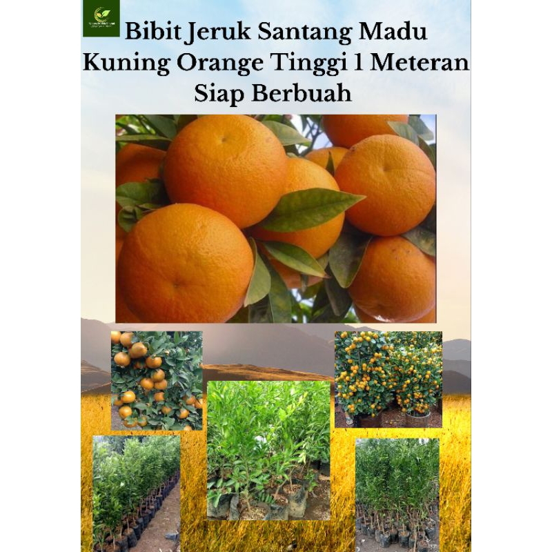 Jual Pohon Jeruk Santang Madu Orange Ukuran 1 Meteran Siap Berbuah Cocok Dalam Pot | Shopee ...