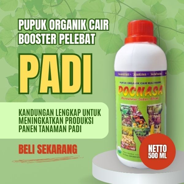 Jual Pupuk Pelebat Padi Penyubur Padi Sawah Penambah Anakan Padi Pupuk Booster Terbaik Cepat ...