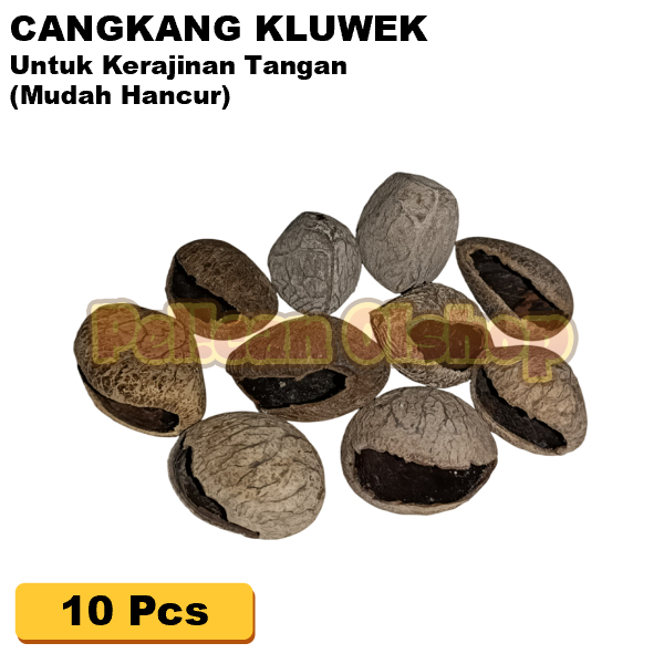 Jual Cangkang Kluwek Kluak Klewek Picung Kelewek Untuk Prakarya ...