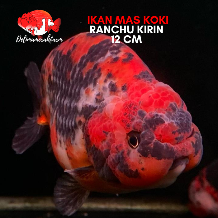Jual Ikan Mas Koki Ranchu Calico 12 CM Super Pilihan Bergaransi ...