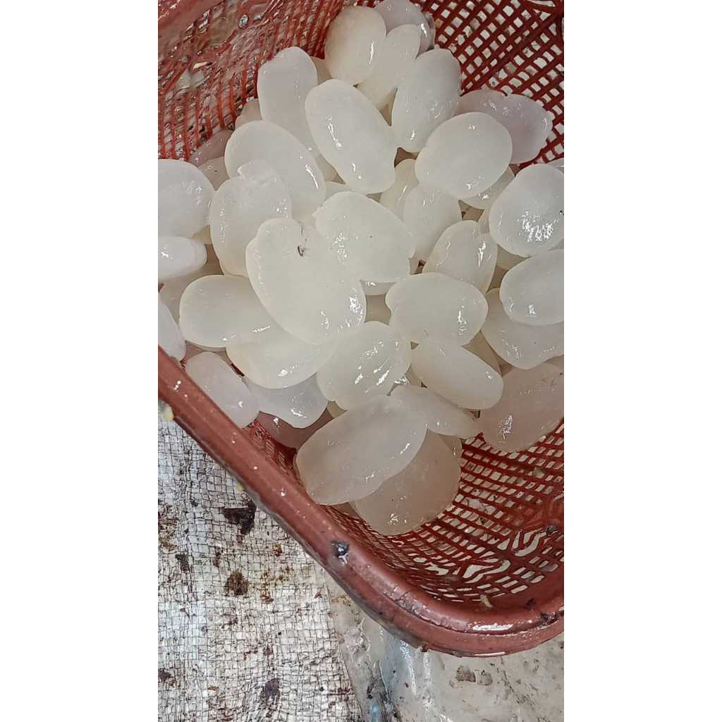 Jual KOLANG KALING / CANGKALENG 1 KG | Shopee Indonesia