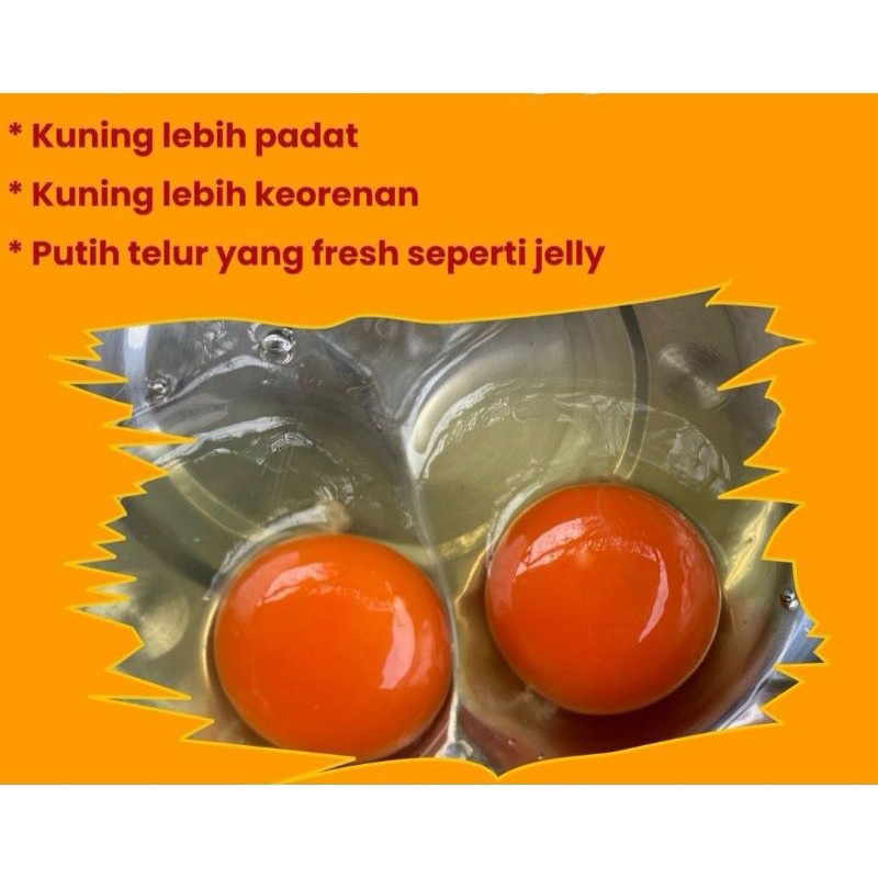 Jual TELUR OMEGA 3 (PER BUTIR) | Shopee Indonesia