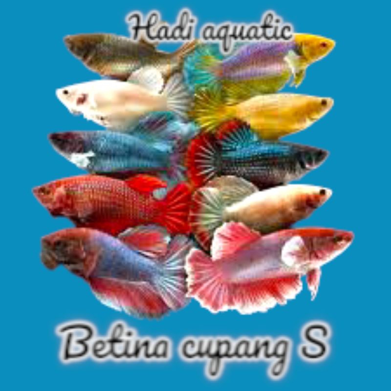 Jual ikan hias Paket betina cupang HM | Shopee Indonesia