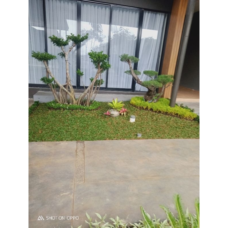 Jual rumput gajah mini konsep minimalis | Shopee Indonesia