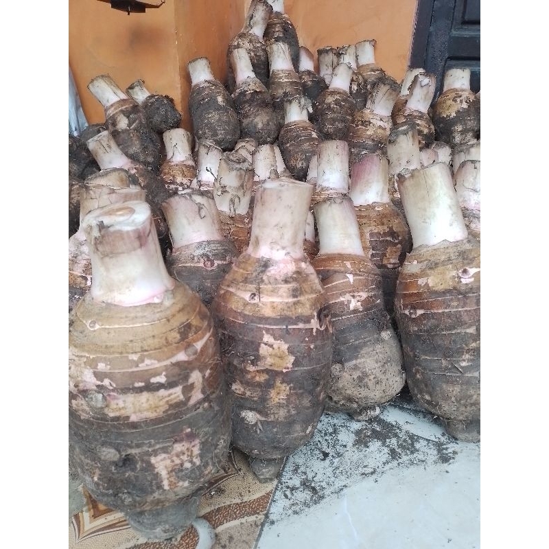 Jual talas pratama atau umbi bentol 10kg | Shopee Indonesia