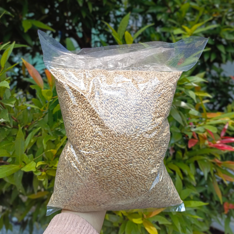 Jual Canary Seed 1kg - Kenari Seed/Biji Kenari/Pakan Burung Makanan ...