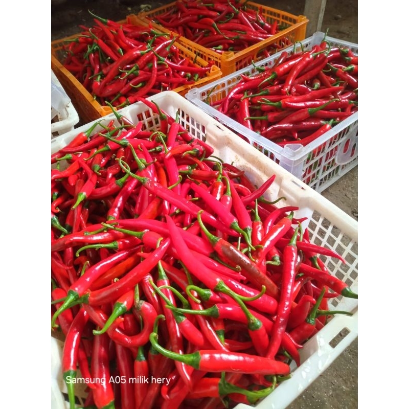 Jual cabe merah tw besar fresh promo panen (khusus pulau Jawa) | Shopee ...