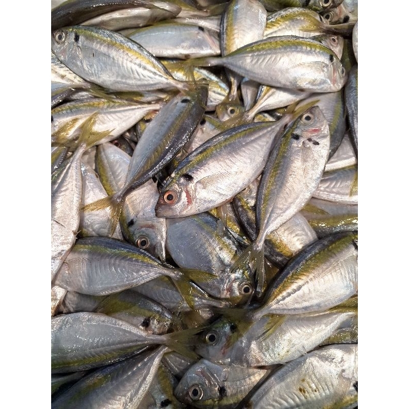 Jual IKAN SELAR SEGAR UKURAN BESAR | Shopee Indonesia