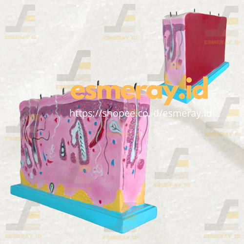 Jual Torso Anatomi Kulit-Alat Peraga Praktek Edukasi Pembelajaran Model ...