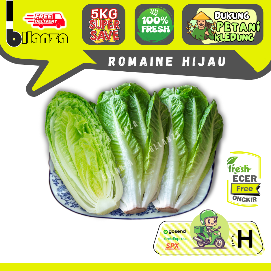 Jual Bllanza | Romaine Hijau / Selada Romaine — Sahabat Makan Sayur Ecer (H) | Shopee Indonesia