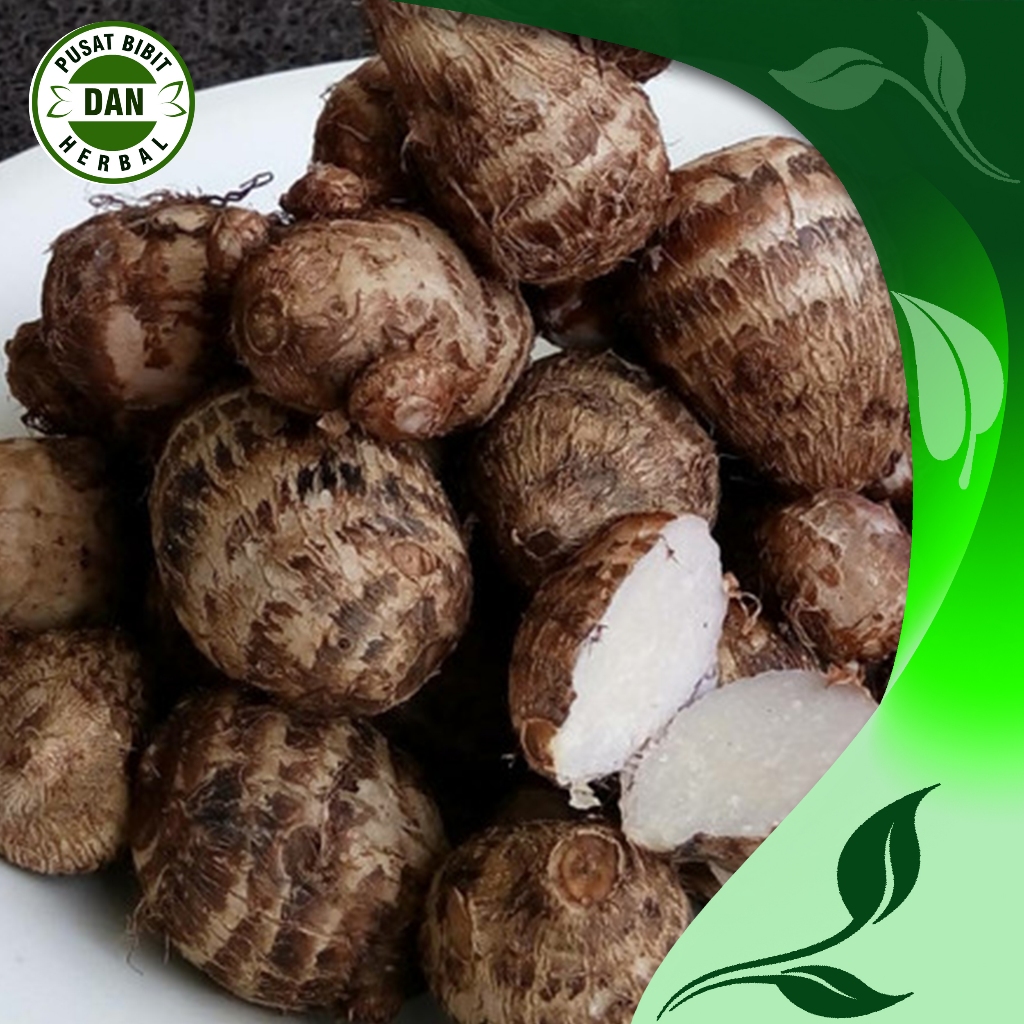 Jual Umbi Talas Pulen 1 kg -Ubi Talas Segar Fresh | Shopee Indonesia