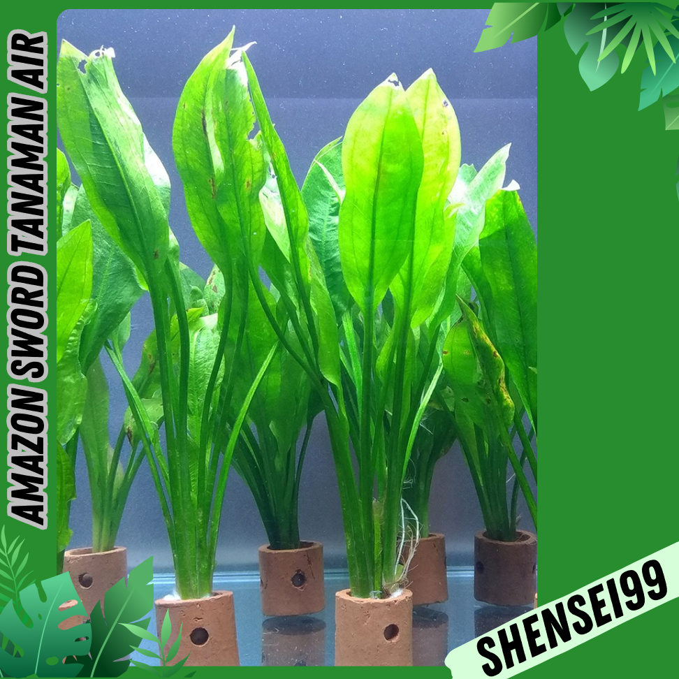 Jual Amazon Sword - Echinodorus Amazonicus (tanaman air/ hias ...
