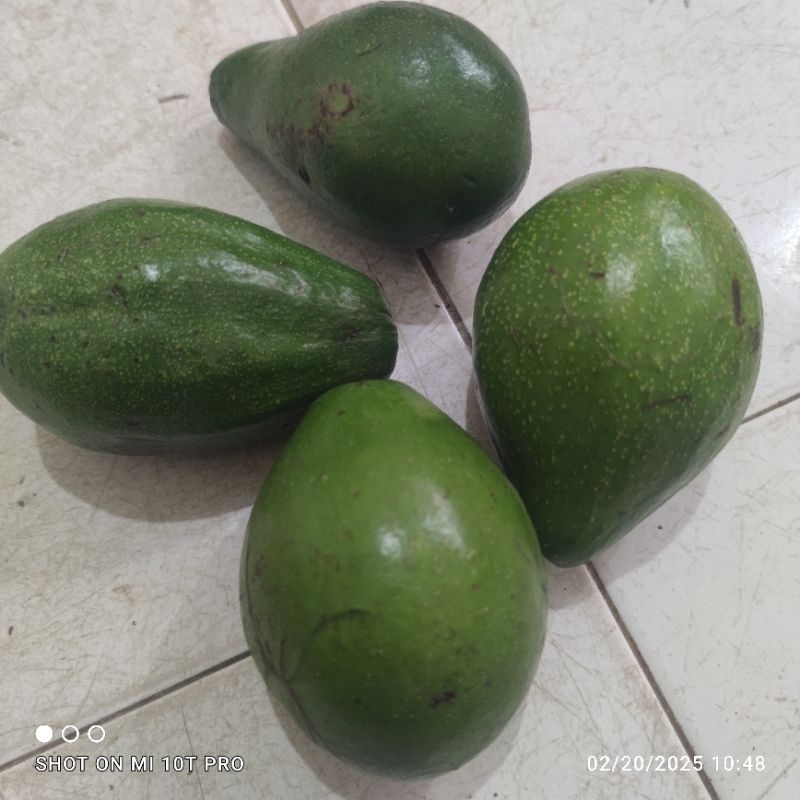 Jual Alpukat Mentega 1 Kg | Shopee Indonesia