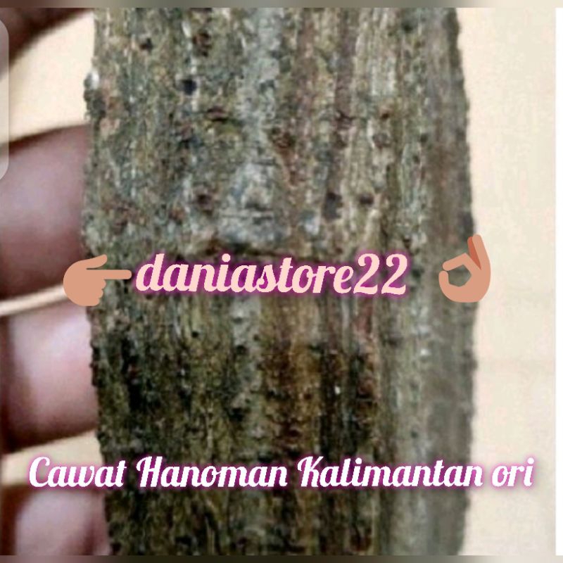 Jual Cawat hanoman kalimantan original | Shopee Indonesia