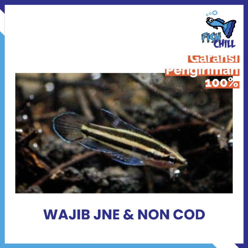 Jual Hiasan Aquarium • PAROSPHROMENUS CF. BINTAN • Sepat Gourame Wild ...