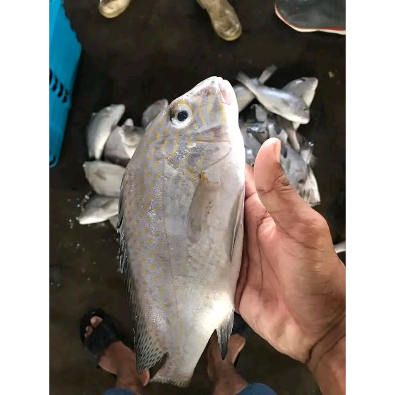 Jual Ikan kaci Kaci segar Ikan tapak dara Ikan Kaci Kaci 1kg | Shopee ...
