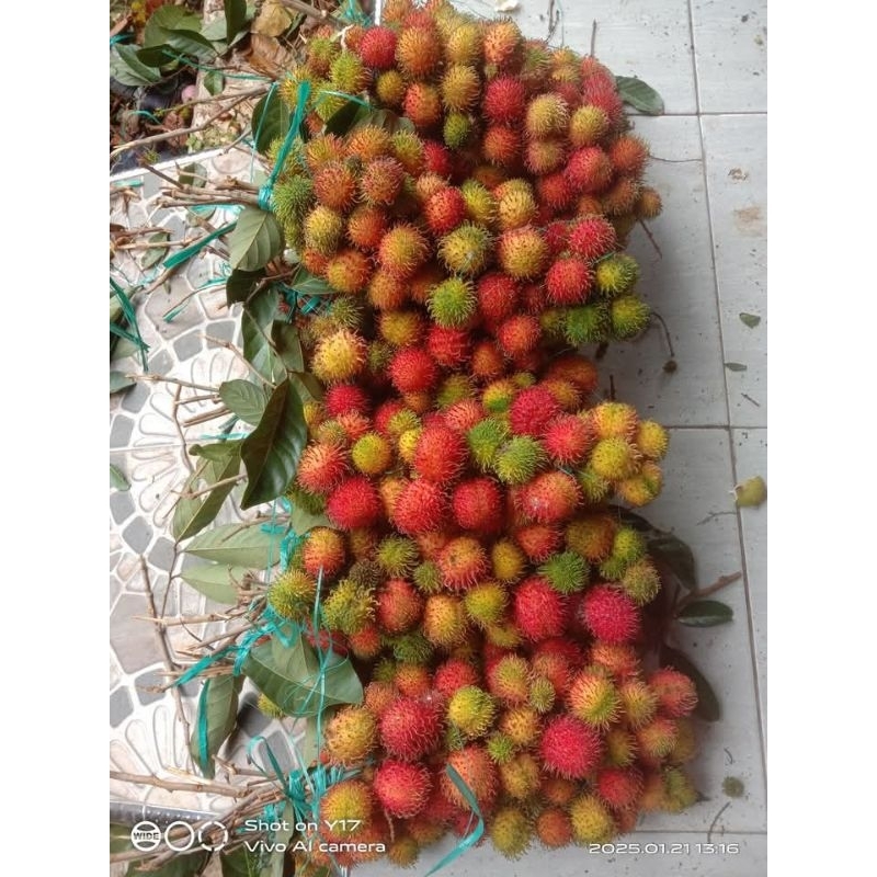 Jual BUAH RAMBUTAN RAPIAH / RAFIA 1KG MANIS SEGAR | Shopee Indonesia