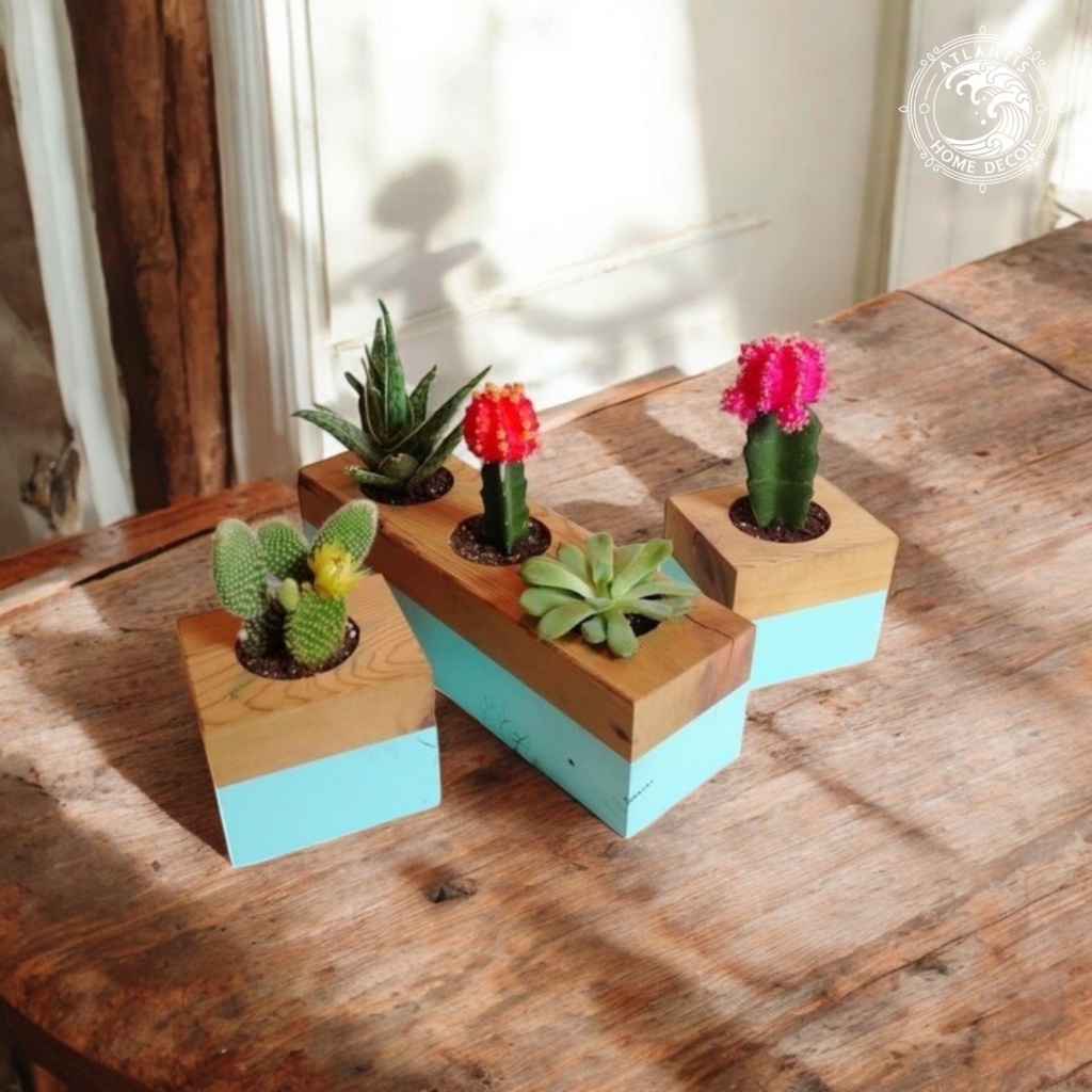 Jual Oasis - Pot Kayu Tanaman Kaktus Dekorasi Meja dengan Sentuhan Kayu ...