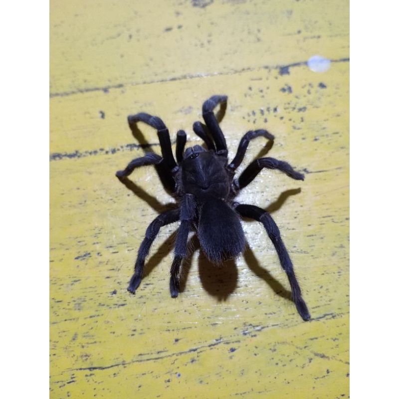 Jual tarantula Jawa | Shopee Indonesia