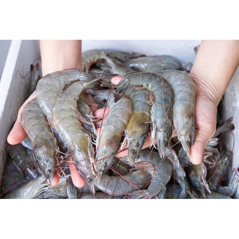 Jual Udang Jumbo Fresh | Shopee Indonesia