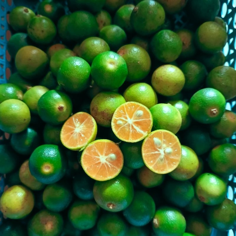 Jual 1KG JERUK SONGKIT/ KASTURI / LEMON CUI SEGAR | Shopee Indonesia