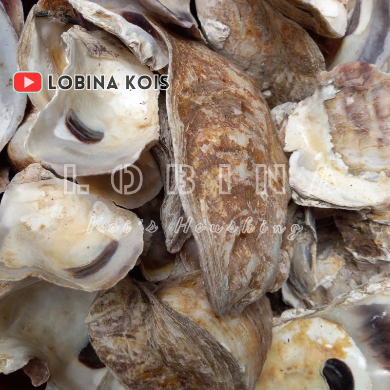 Jual Media Filter || Kulit Kerang Tiram || Oyster Shell || Lobina ...