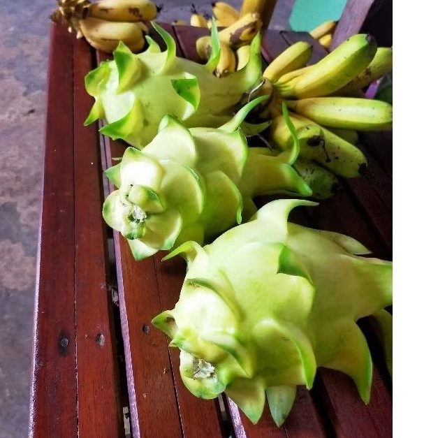 Jual BUAH NAGA KUNING 1 KG / BUAH NAGA KUNING SUPER | Shopee Indonesia