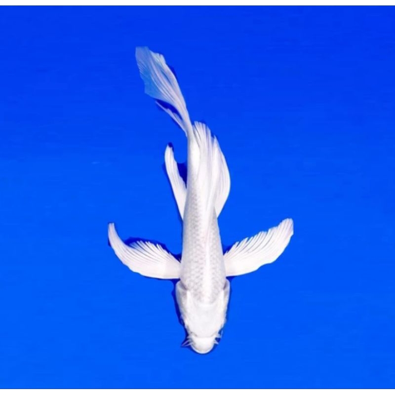 Jual KOI PLATINUM SLAYER/NON SLAYER SIZE MURAH ( BONUS PAKAN ) | Shopee ...