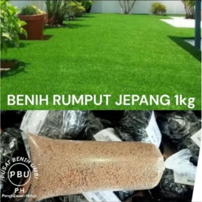 Jual benih rumput jepang 1kg | Shopee Indonesia